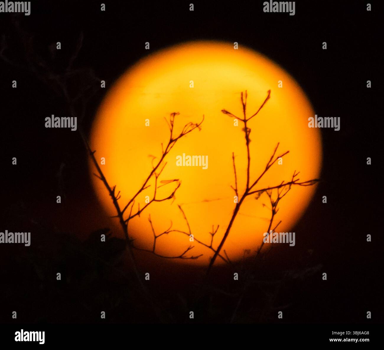 Full red moon between branches Stock Photo - Alamy