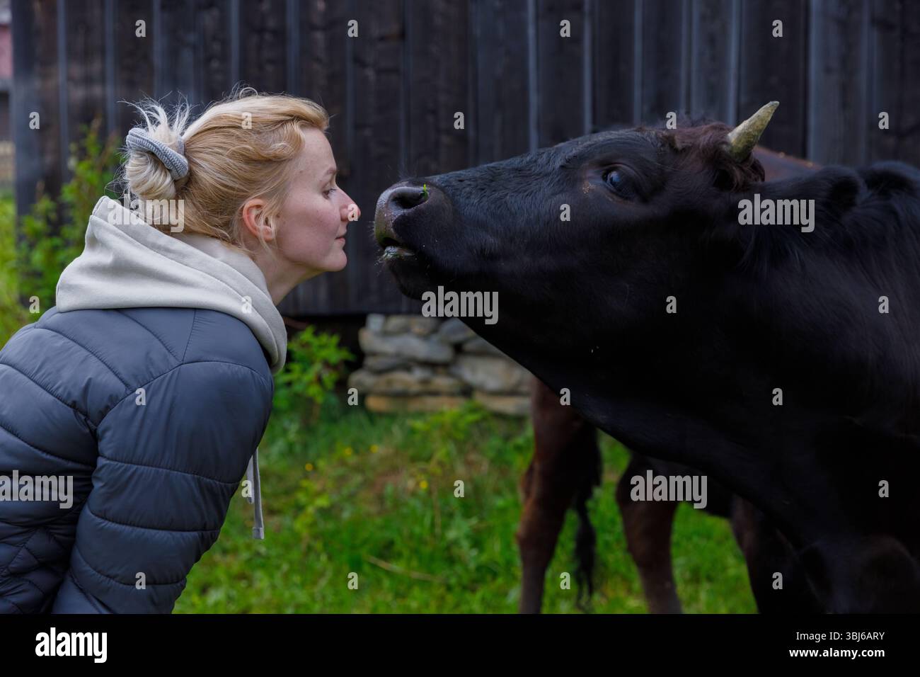 In this touching scene, a woman and a cow share an intimate moment ...