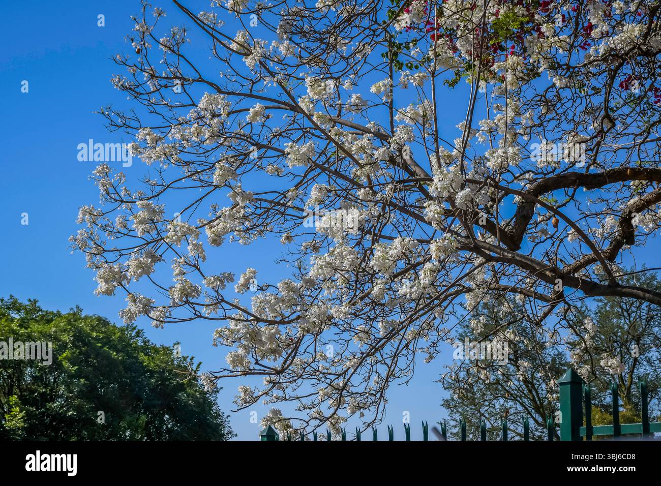 White Jacaranda tree in pretoria south africa Stock Photo - Alamy