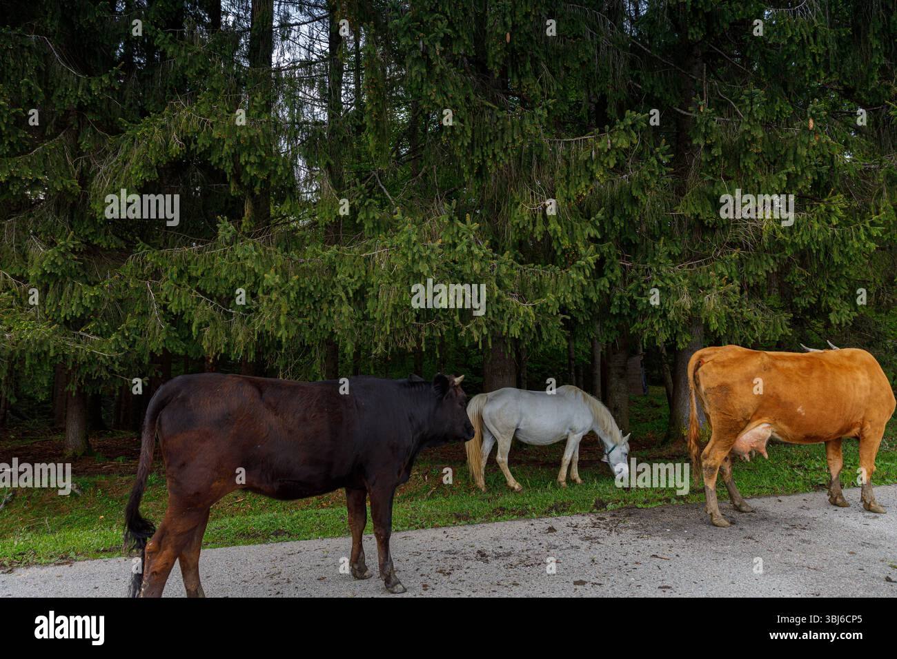 In this tranquil image, a group of cows and a horse are grazing ...