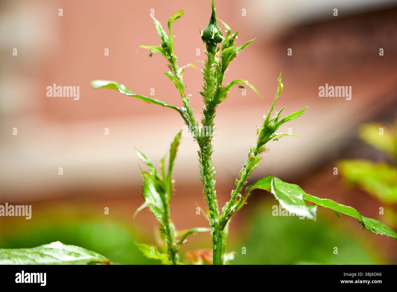Macro shot of rose buds in a garden, visibly infested with green aphids ...