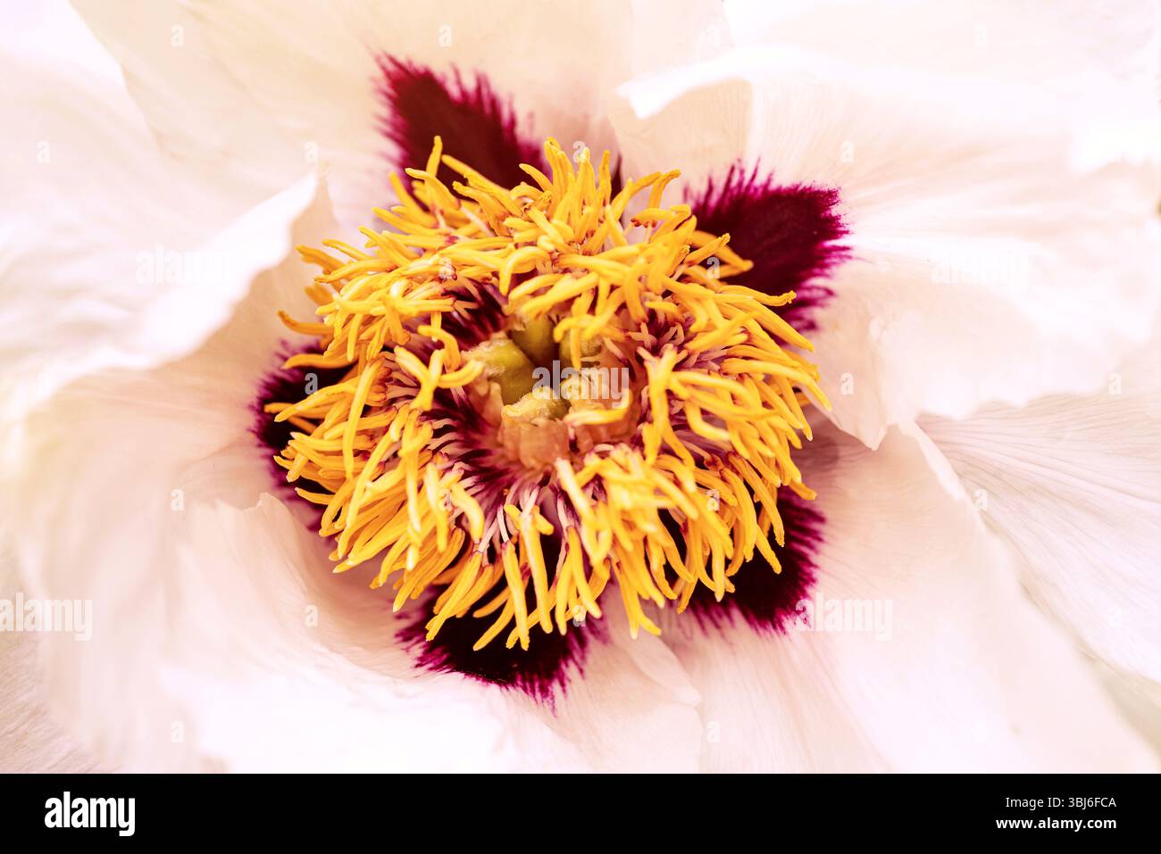 Macro of peony flower center with vivid yellow stamens and deep red ...