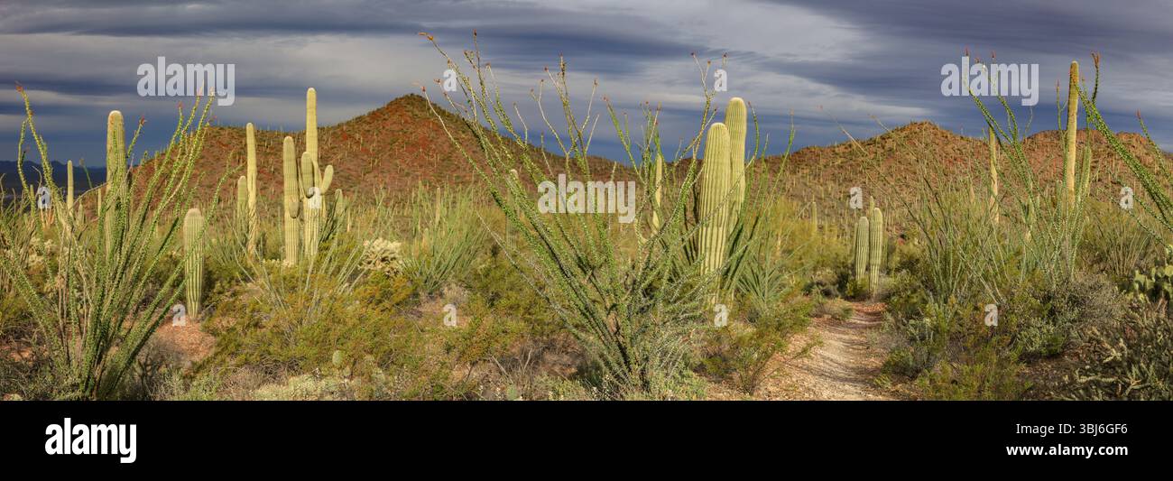 Tucson mounthikingain district hi-res stock photography and images - Alamy