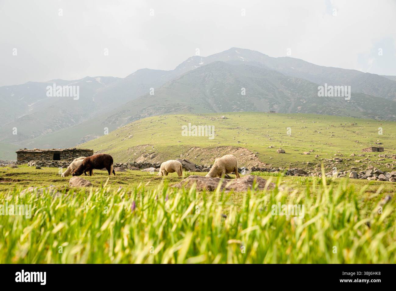 June 13, 2025, Peer Ki Gali, Jammu And Kashmir, India: A flock of sheep ...