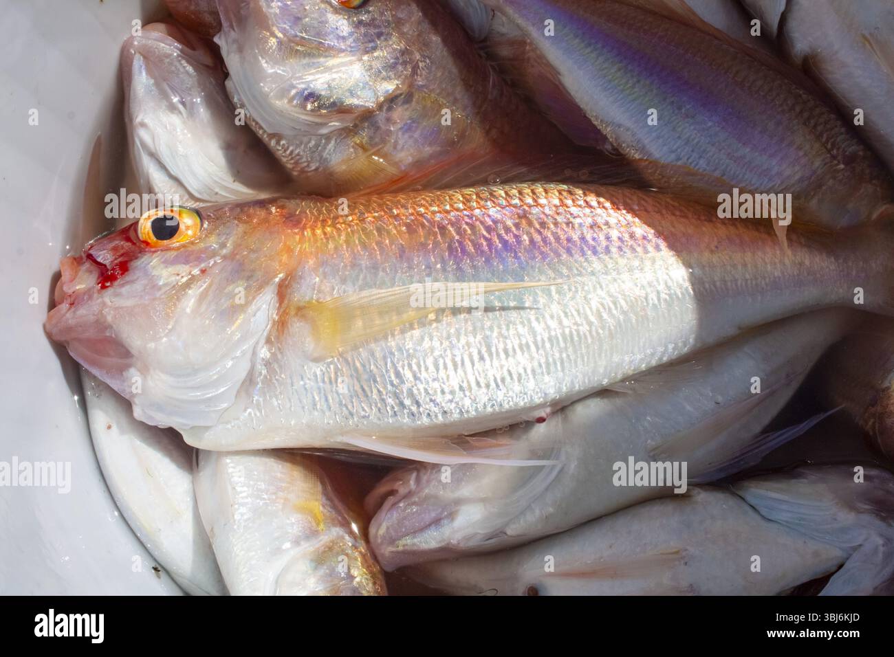 Perch fish hook mouth hi-res stock photography and images - Alamy