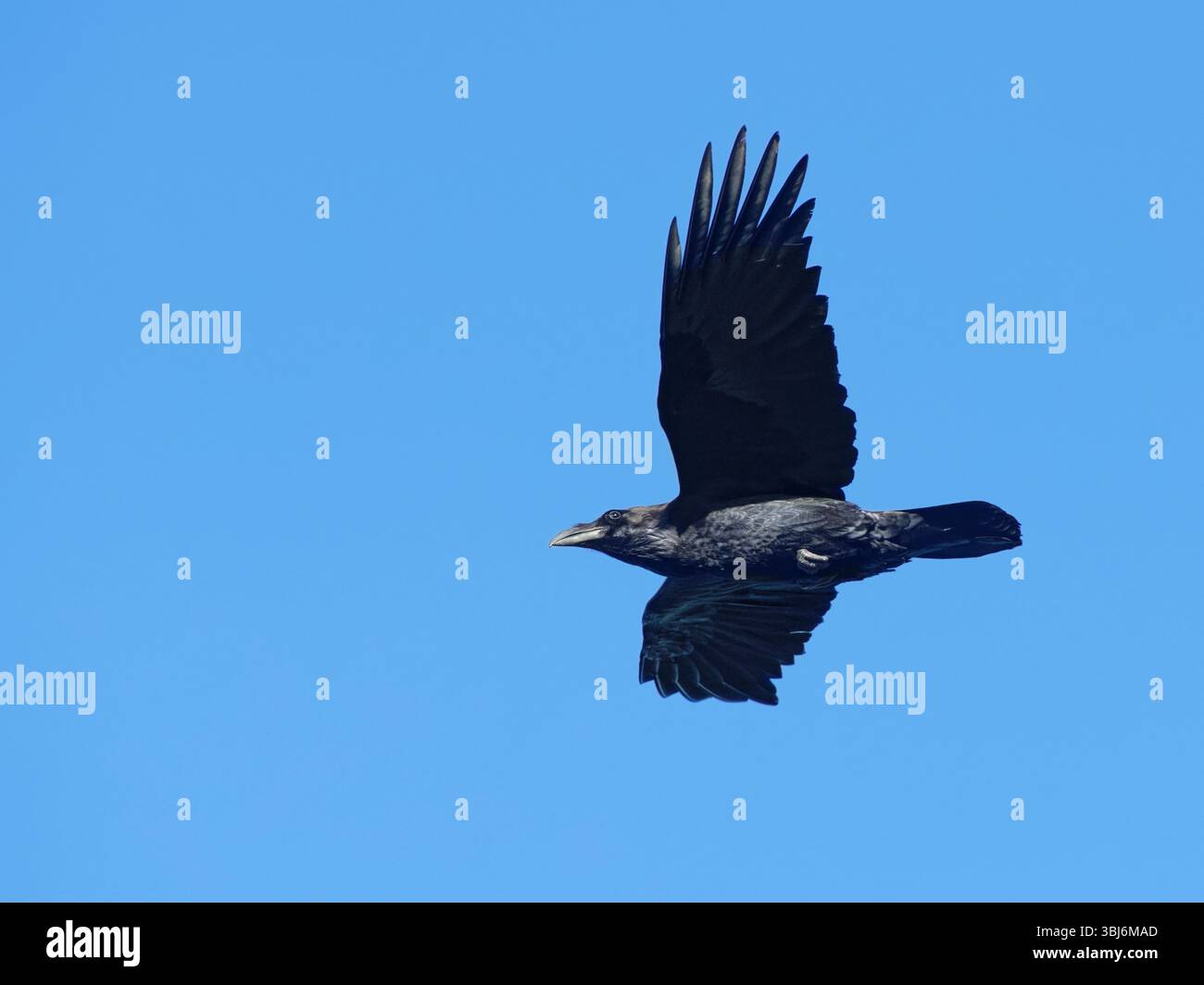Canary Island Raven (Corvus corax tingitanus) flying overhead ...