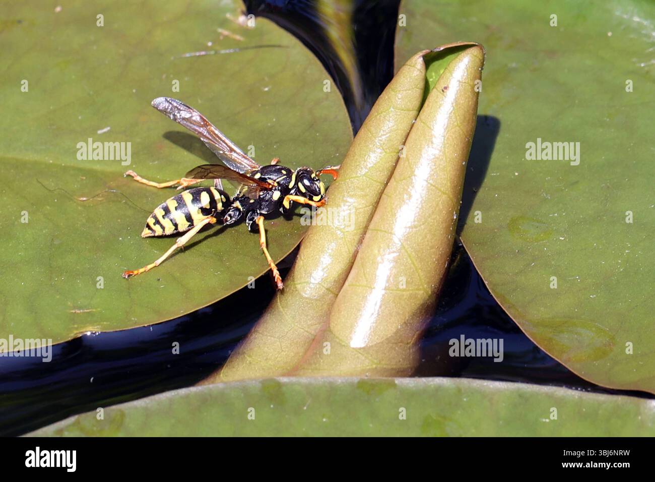 Insekten auf dem wasser hi-res stock photography and images - Alamy