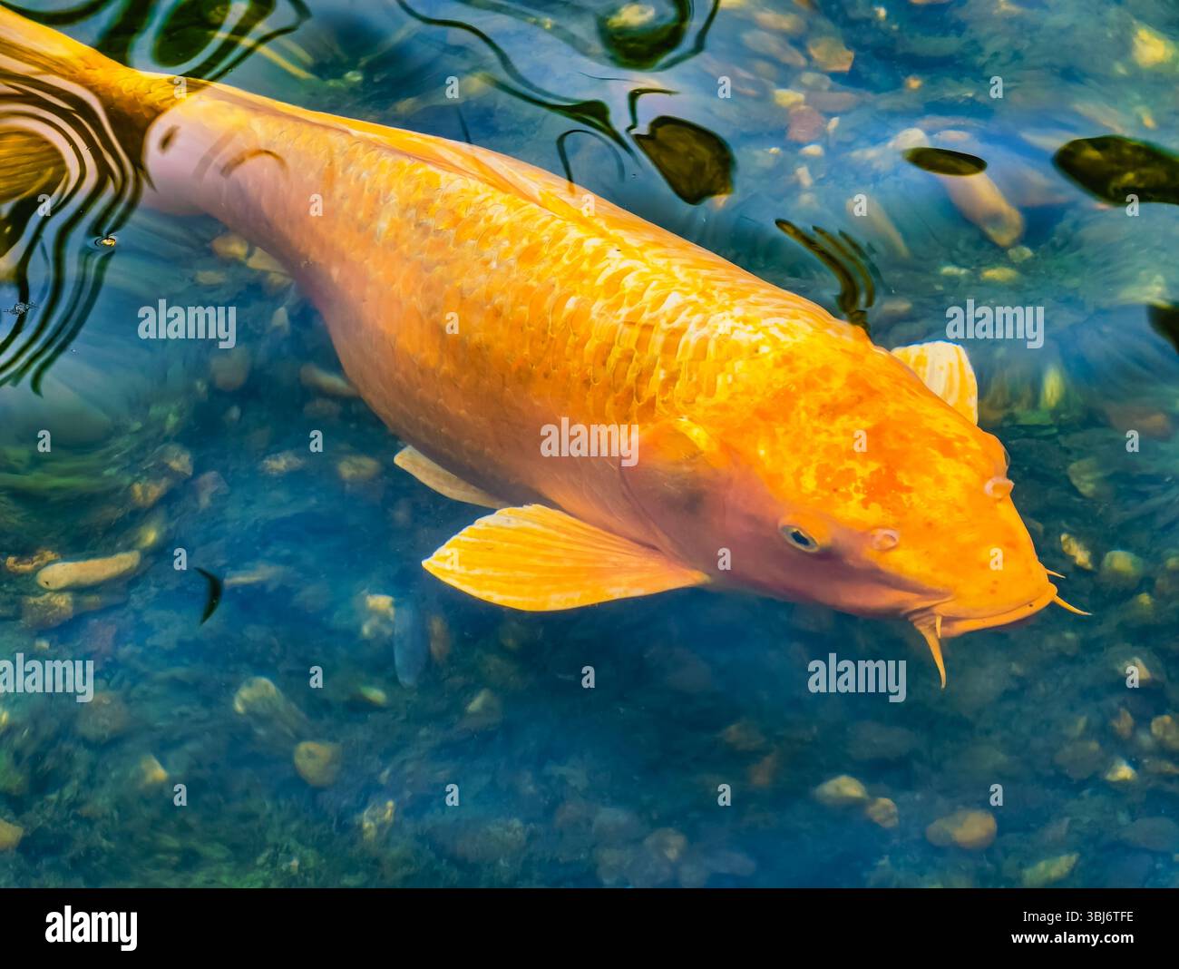 Koi swimming gracefully in serene hi-res stock photography and images ...