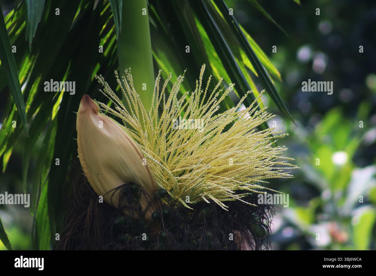 Betel flower or areca nut flower looks very nice and mind-blowing Stock ...
