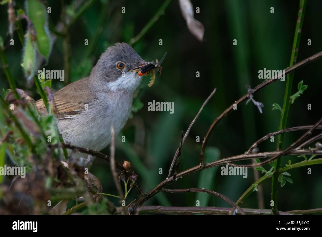 Whitethroat (Curruca communis Stock Photo - Alamy