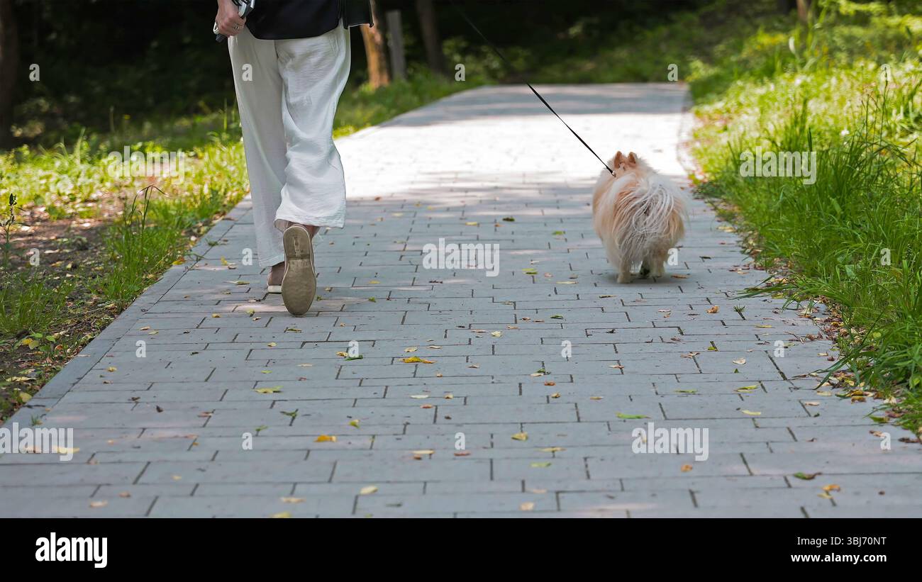 Person walking a fluffy dog on a leash through park path. Rearview of a ...