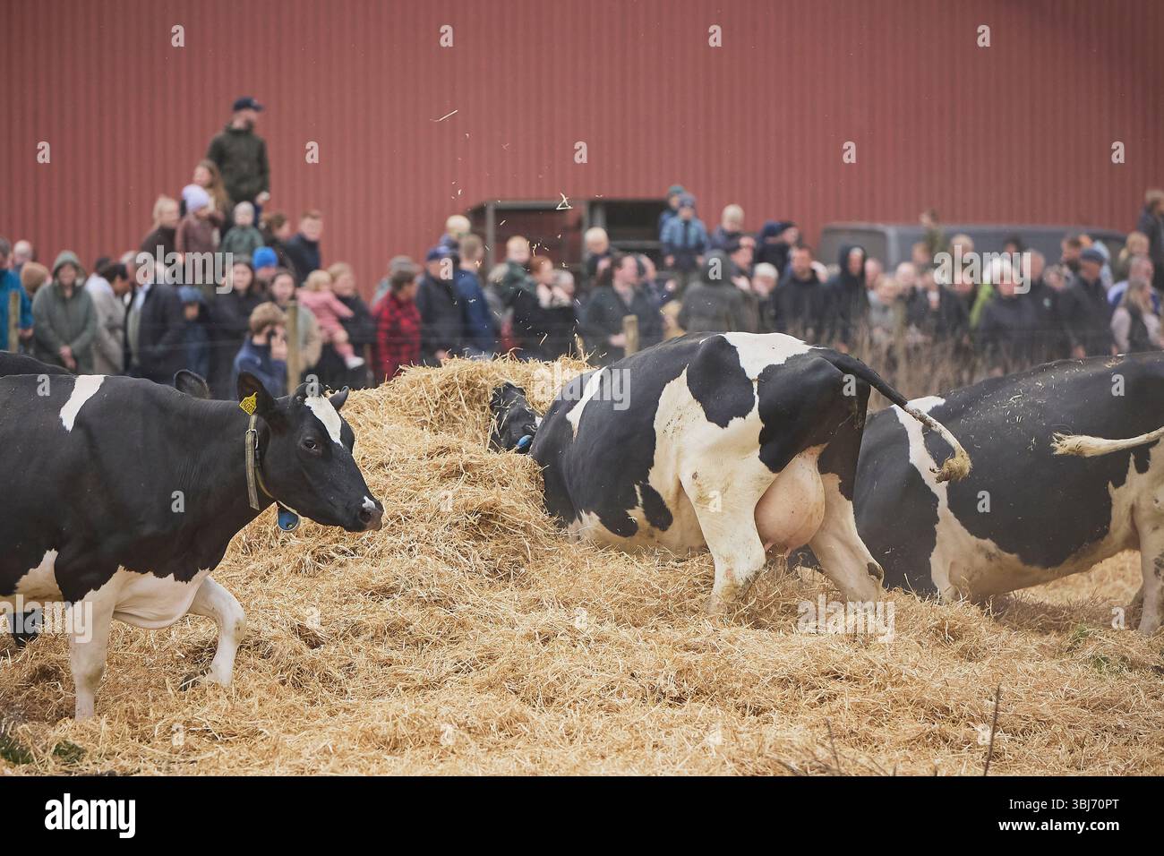 Family day at an organic farm in Denmark Stock Photo - Alamy