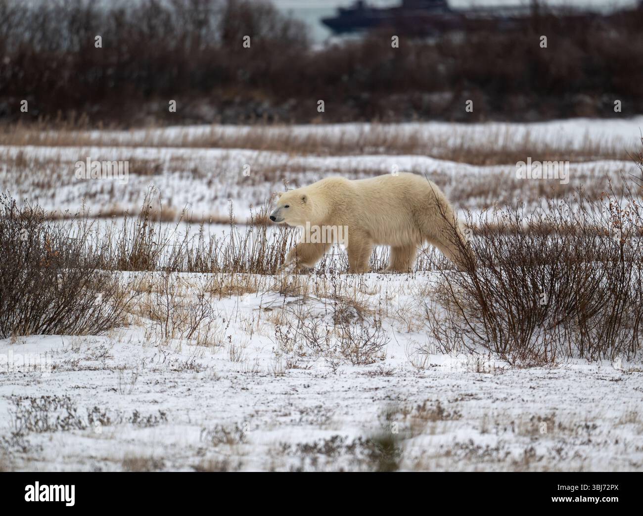 Polar bear hudson bay and fall hi-res stock photography and images - Alamy