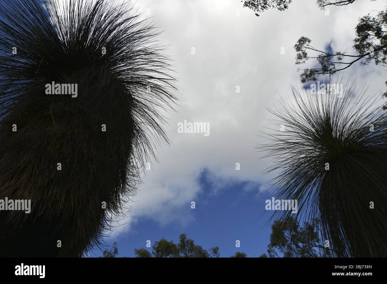Grasstree hi-res stock photography and images - Alamy