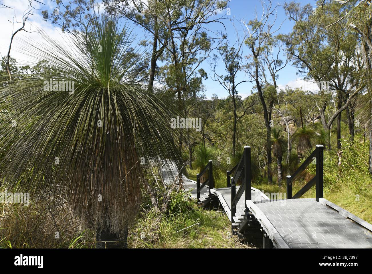 Common australian grass trees hi-res stock photography and images - Alamy
