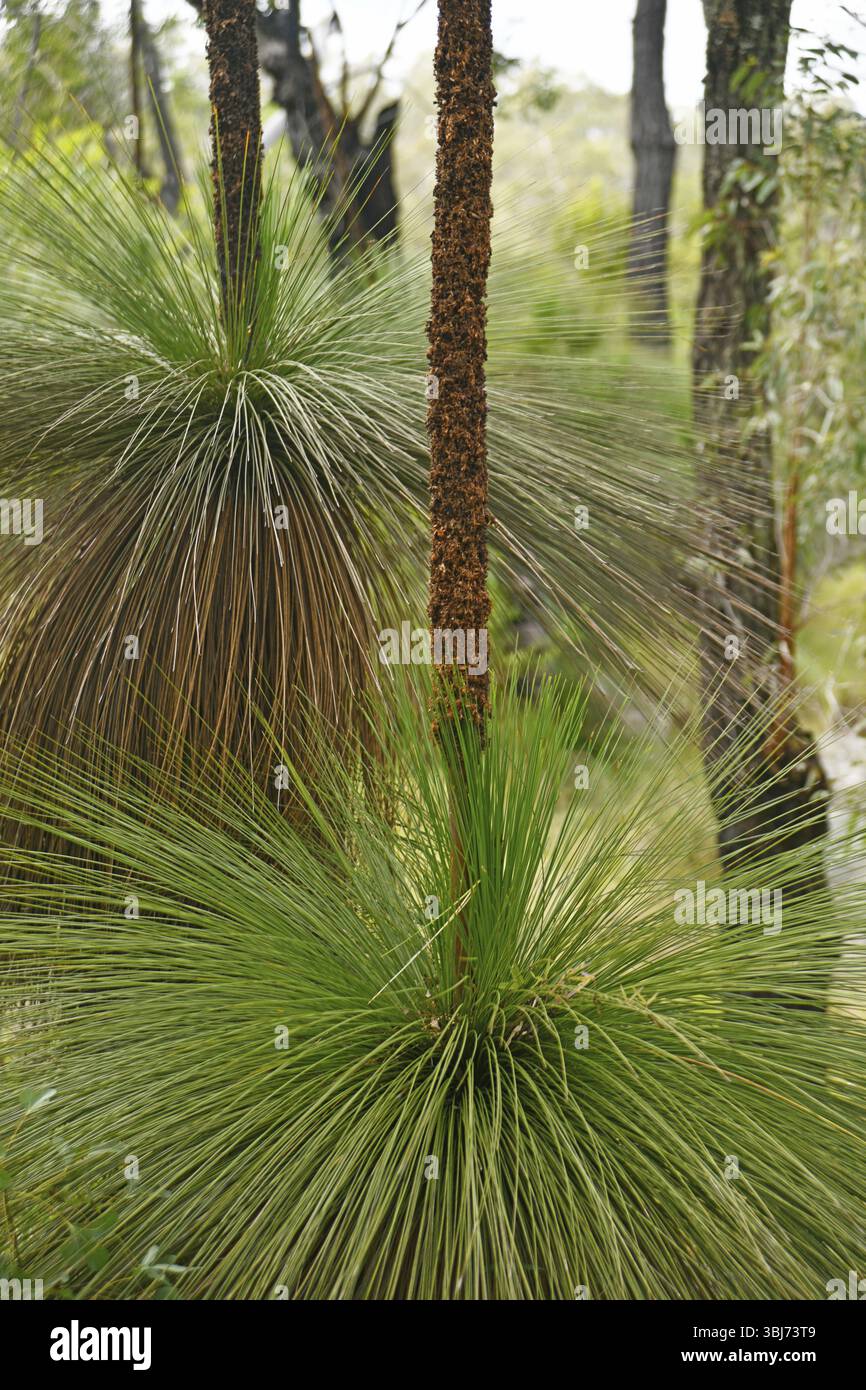 Common Australian grass trees, Xanthorrhoea australis, near Coomba ...