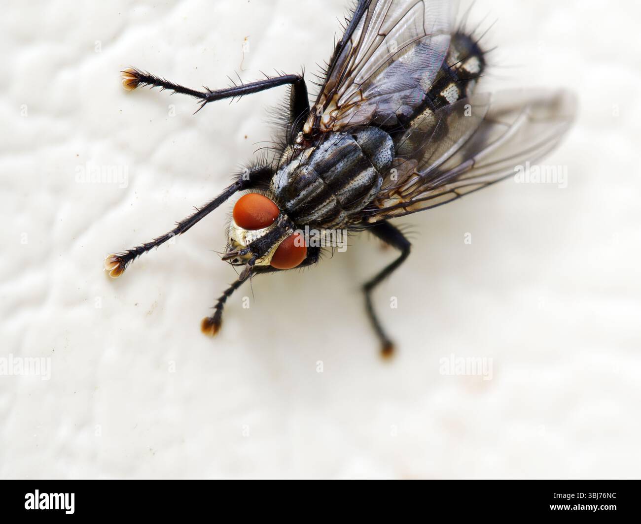Insect anatomy closeup hi-res stock photography and images - Alamy