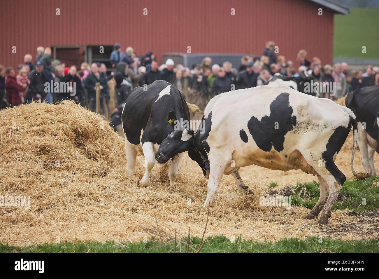 Family day at an organic farm in Denmark Stock Photo - Alamy