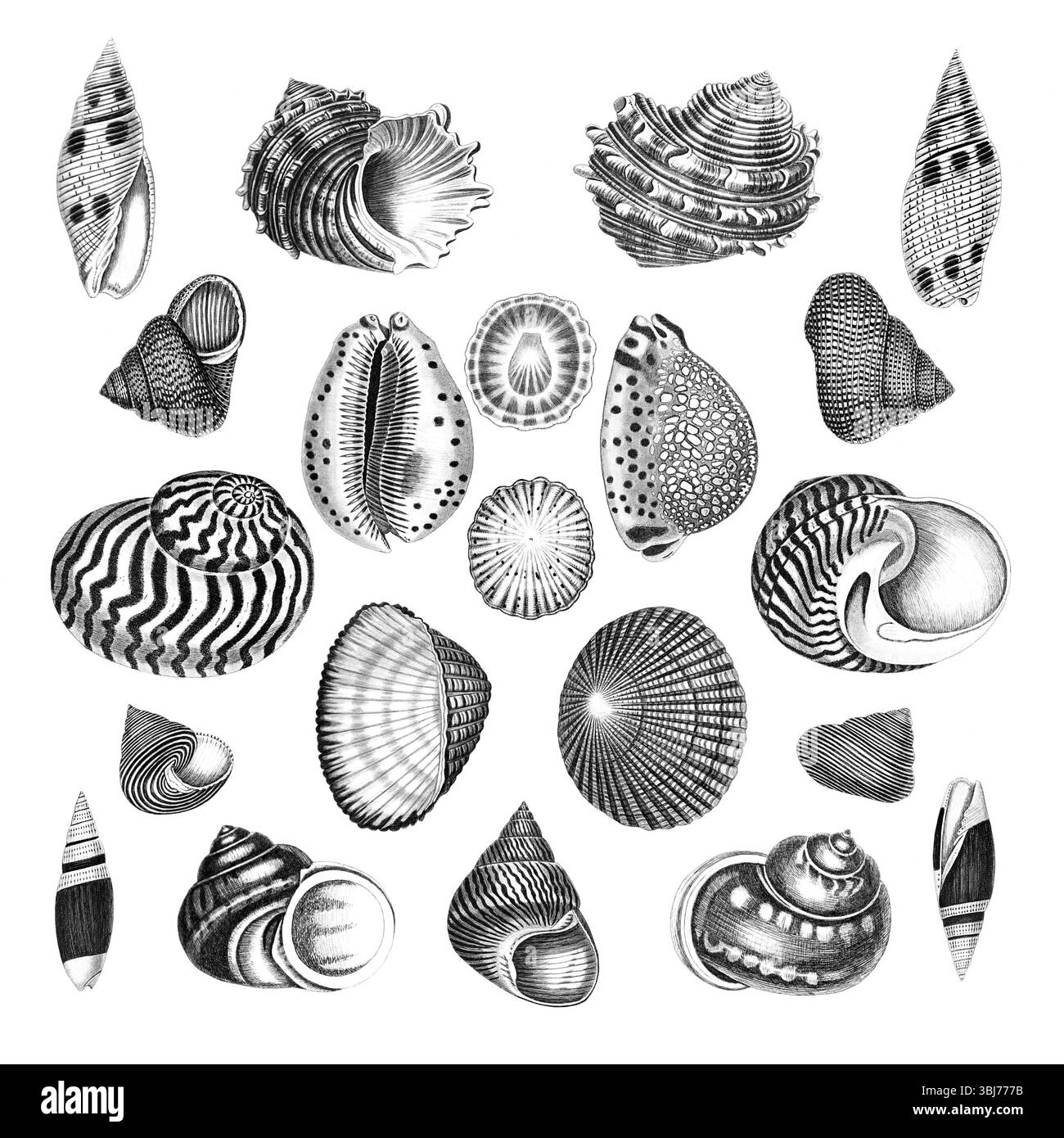 Sea Shell Collection. Black and white hand-drawn illustrations of sea ...