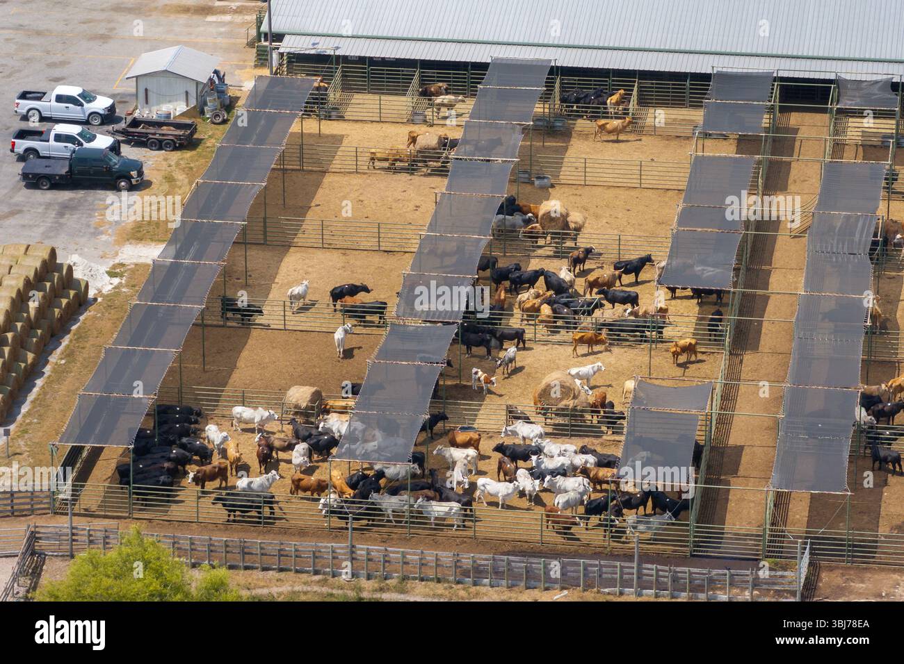 Aerial view of feed yard with meat cows. Feeding of cattle on farm ...