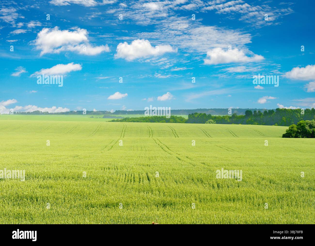 Agriculture large field early hi-res stock photography and images - Alamy