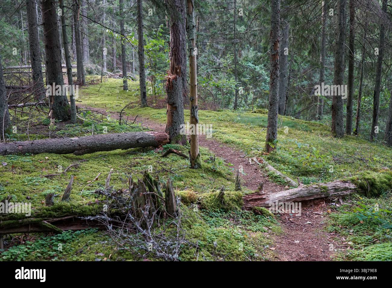 Dainavos giria hi-res stock photography and images - Alamy