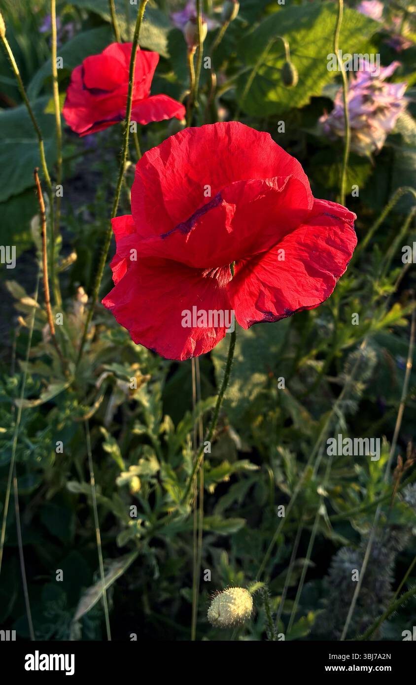 Beautiful red poppies sunset hi-res stock photography and images - Alamy