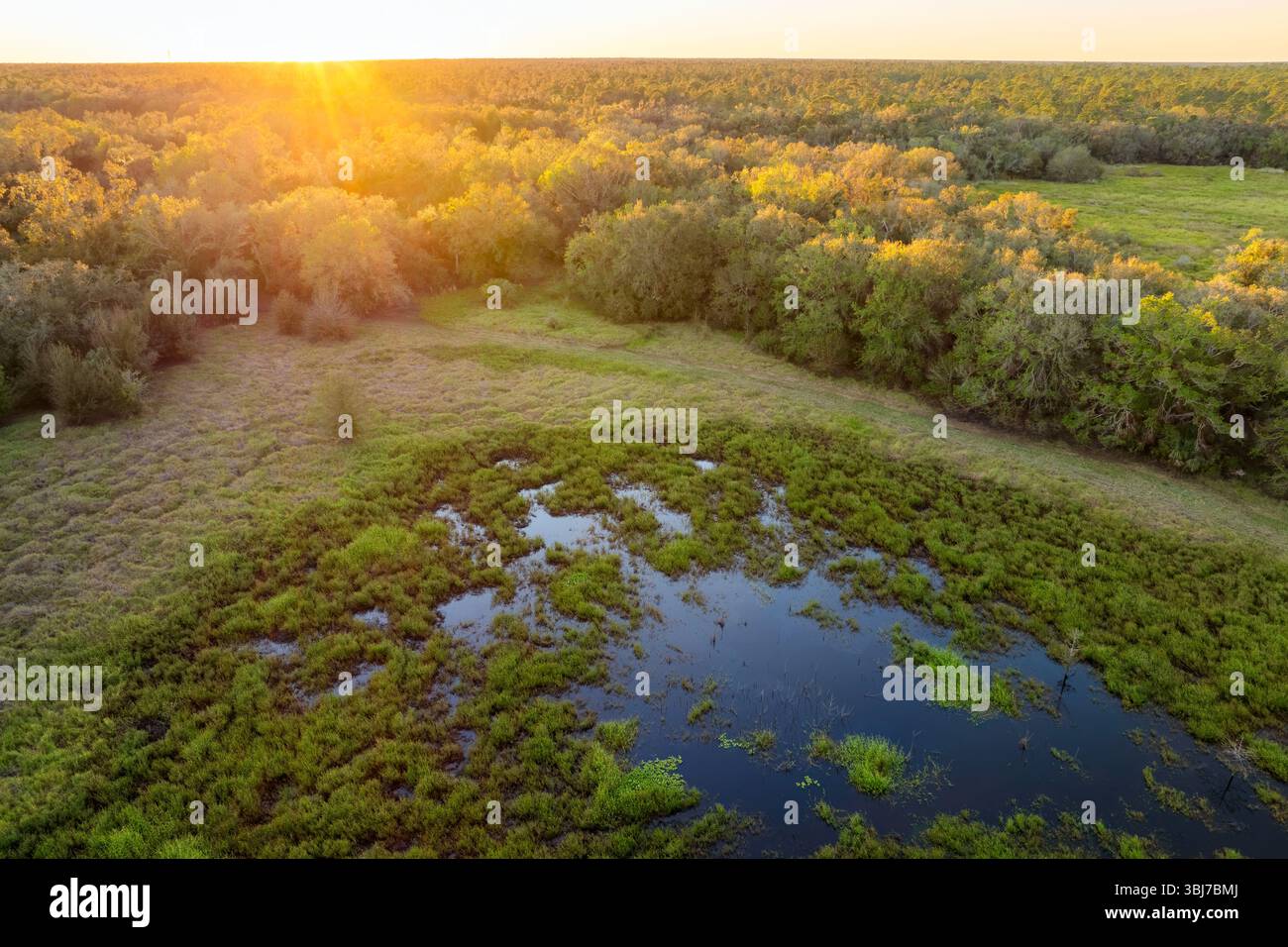 Subtropical wild vegetation with wetland lake and green swamp in ...