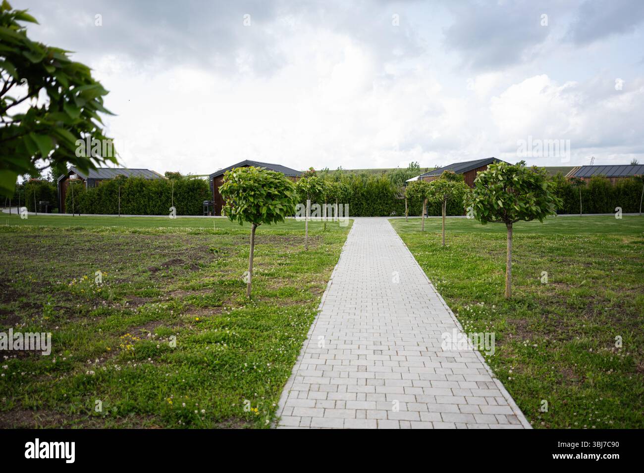 Sunny pathway extending through a freshly mowed field towards trees and ...