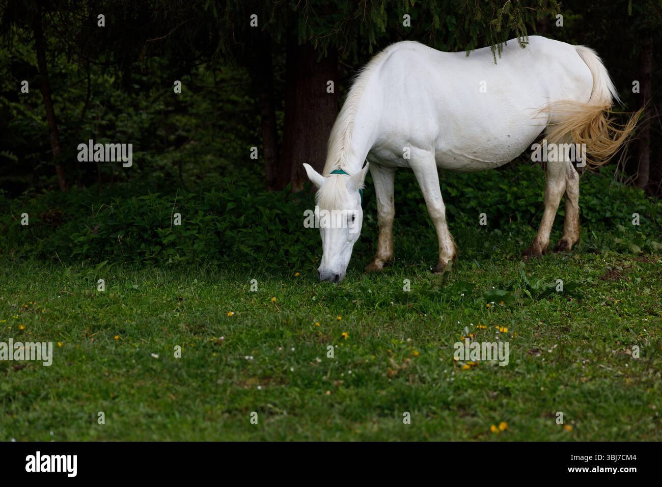 This image captures a beautiful white horse peacefully grazing on ...