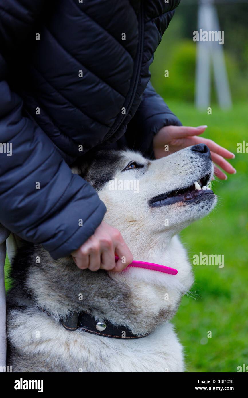 In this serene moment, a person is lovingly grooming a husky dog with a ...