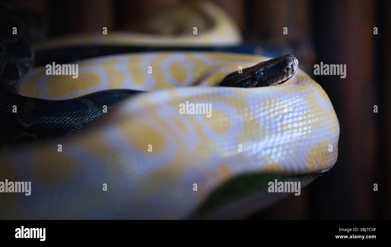 The big snake has its head resting on another snake Stock Photo - Alamy