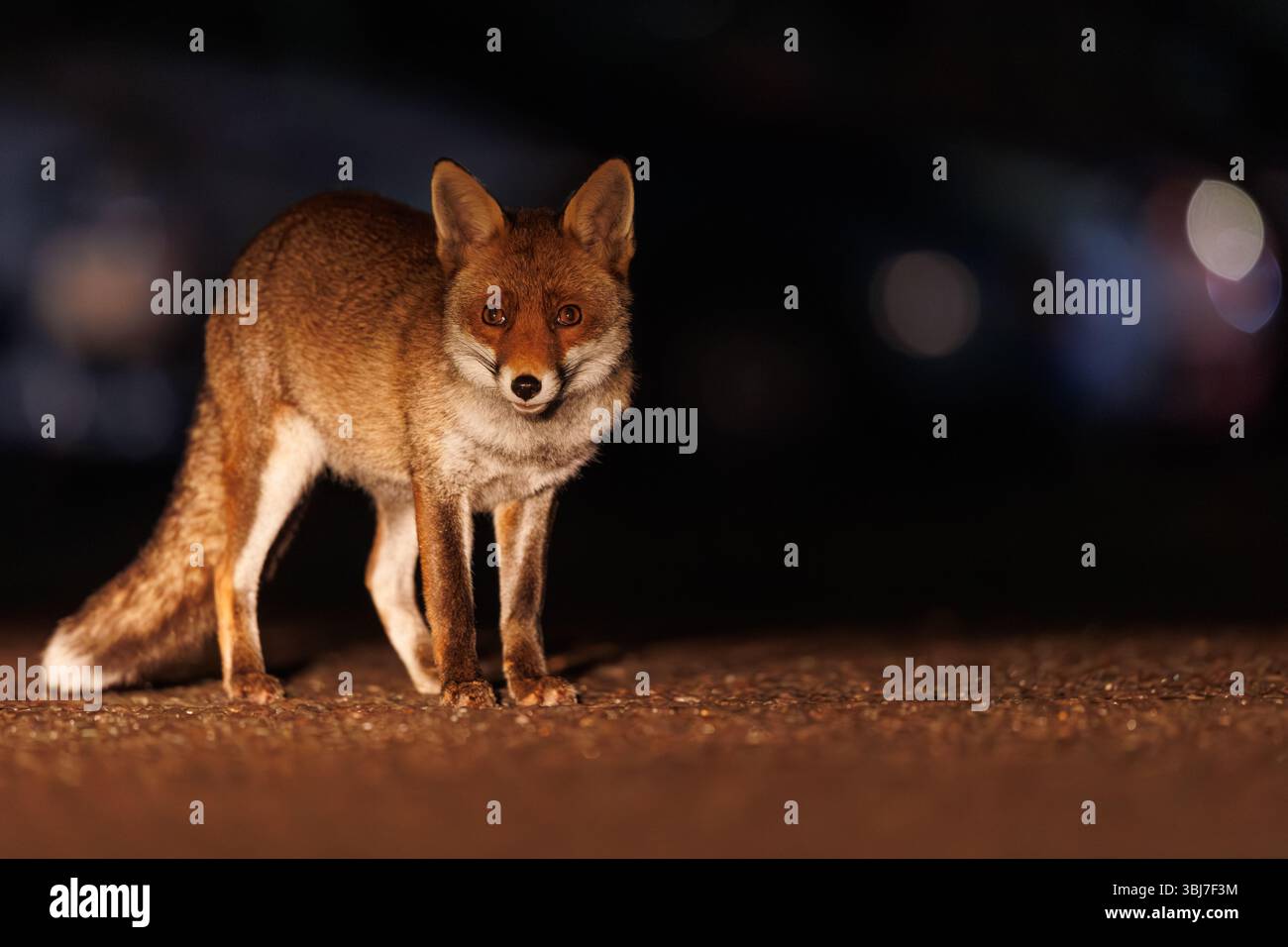 Urban foxes at night Stock Photo - Alamy