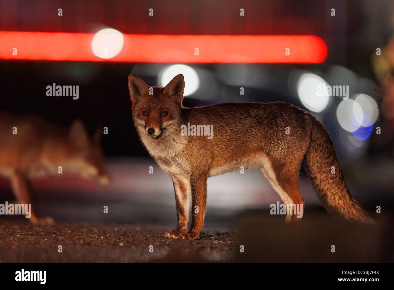 Urban creature hi-res stock photography and images - Alamy