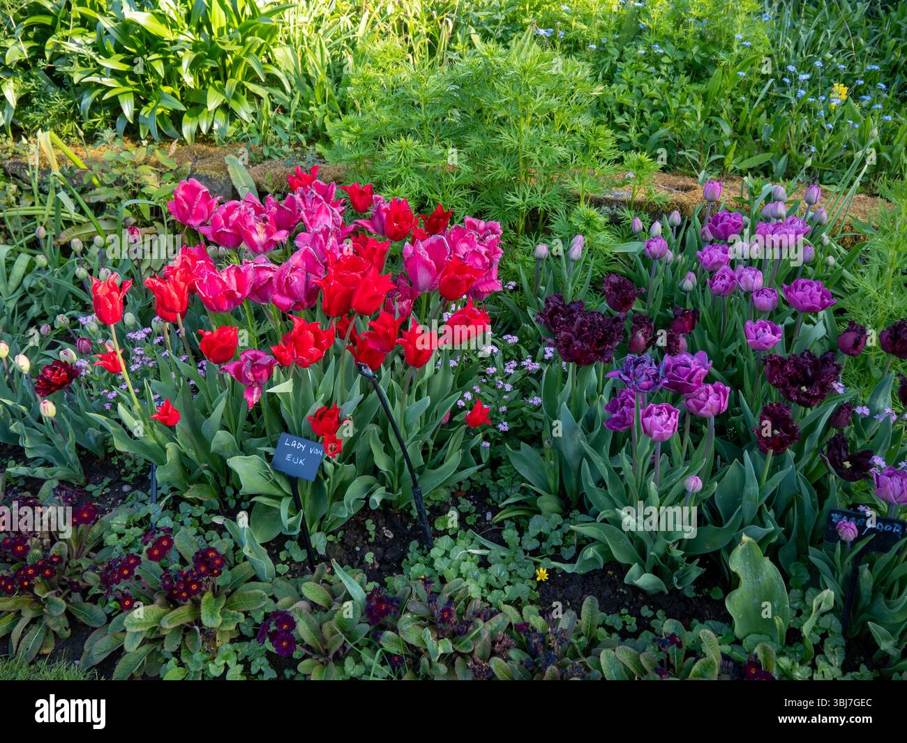 Chenies Manor Sunken garden tulip border. Lady Van Eijk, Purple Heart ...