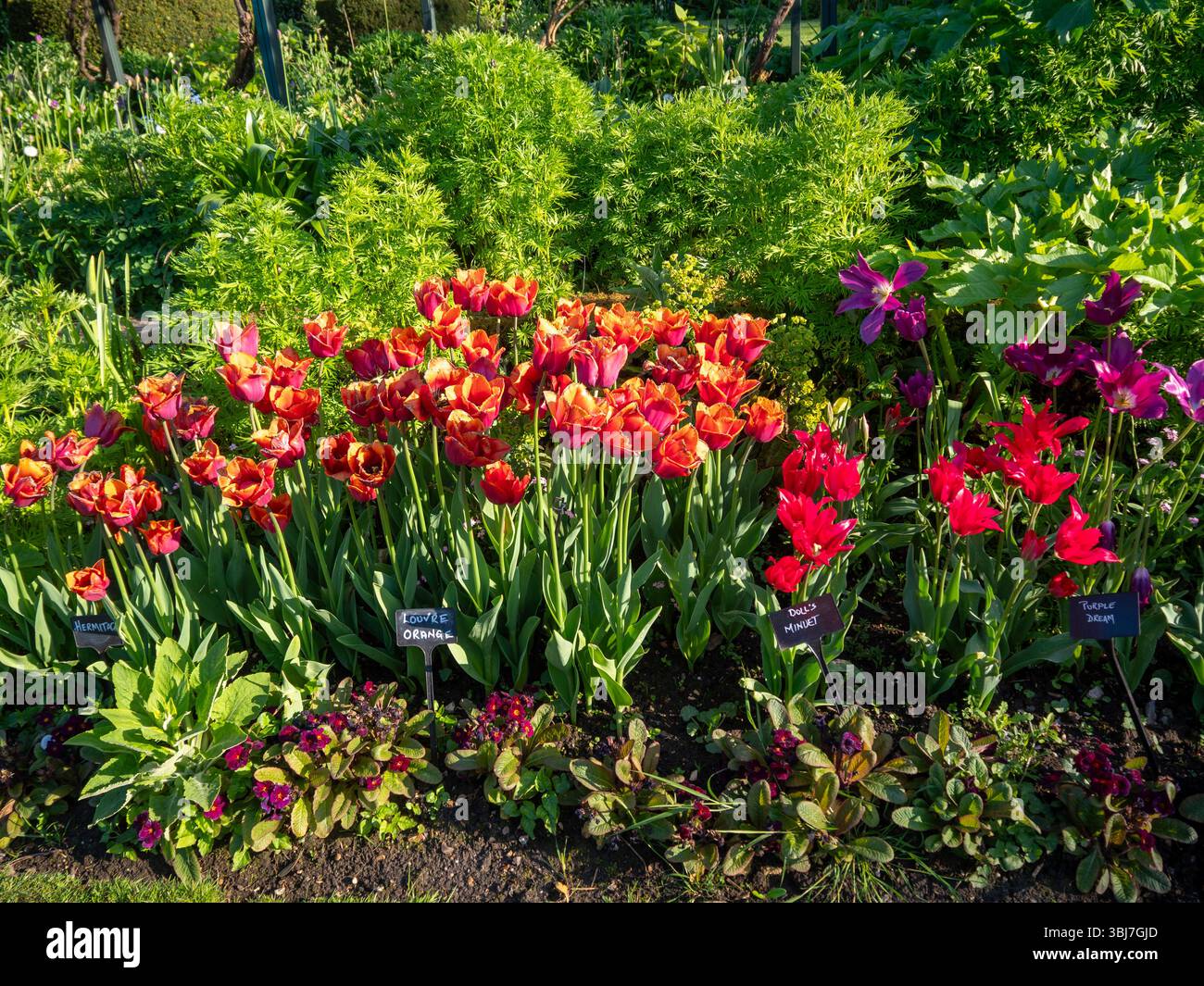 Tulipa fiery orange hi-res stock photography and images - Alamy