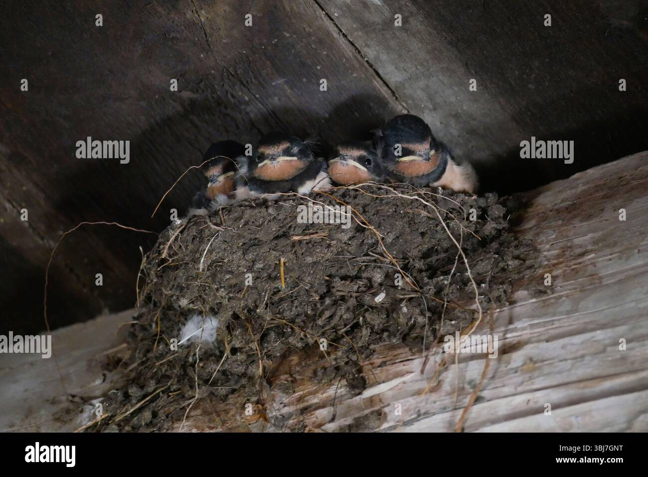 Swallow chicks in nest young hi-res stock photography and images - Alamy