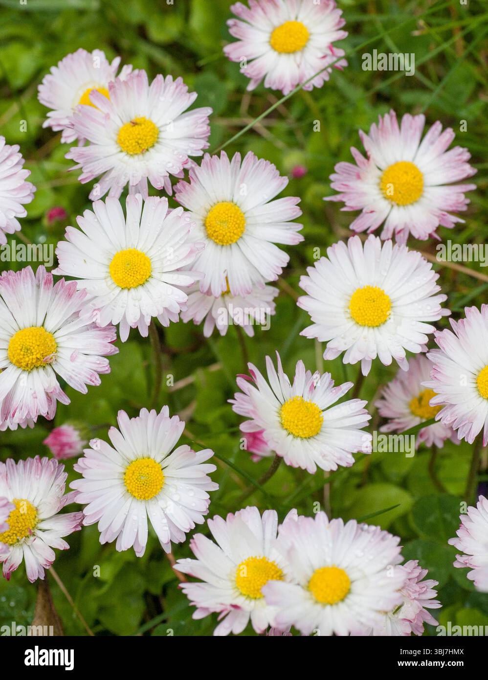 Common Daisy Bellis Perennis Stock Photo - Alamy