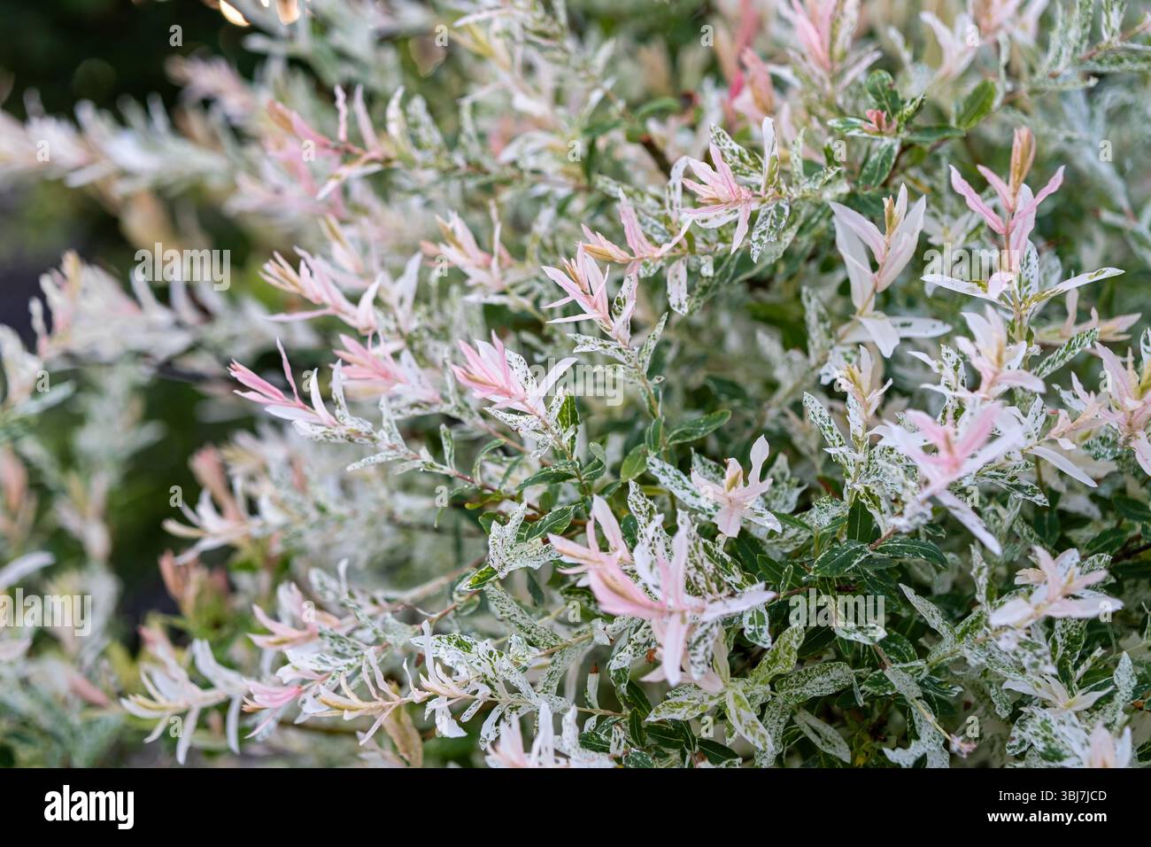Close-up of hakuro nishiki willow (salix integra) with striking ...