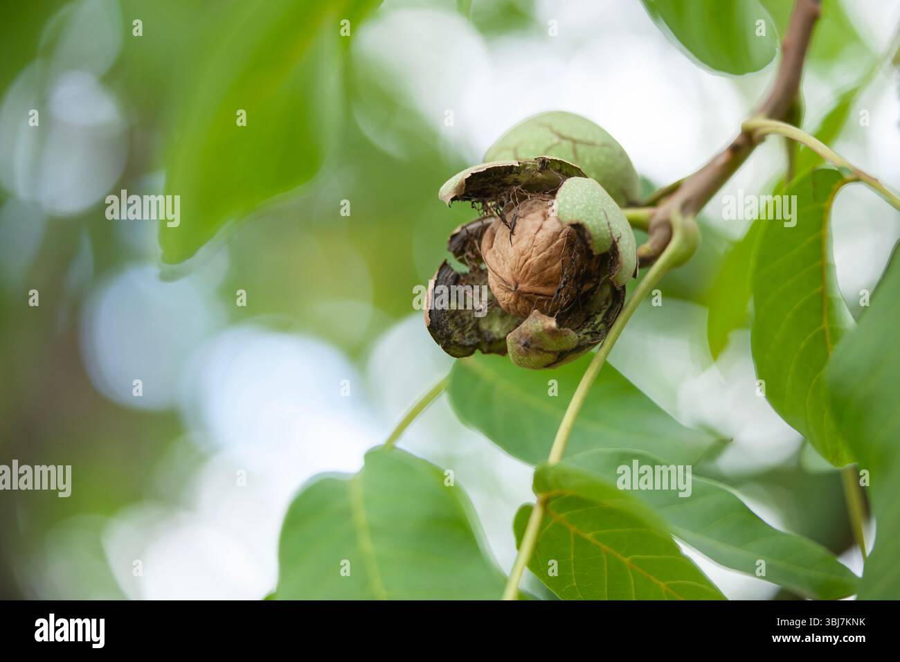Mature walnut on branch – autumn harvest in progress Stock Photo - Alamy