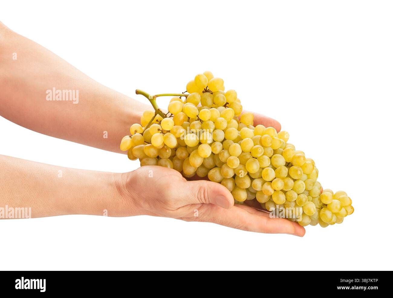 sultana seedless grape in hand path isolated on white Stock Photo - Alamy