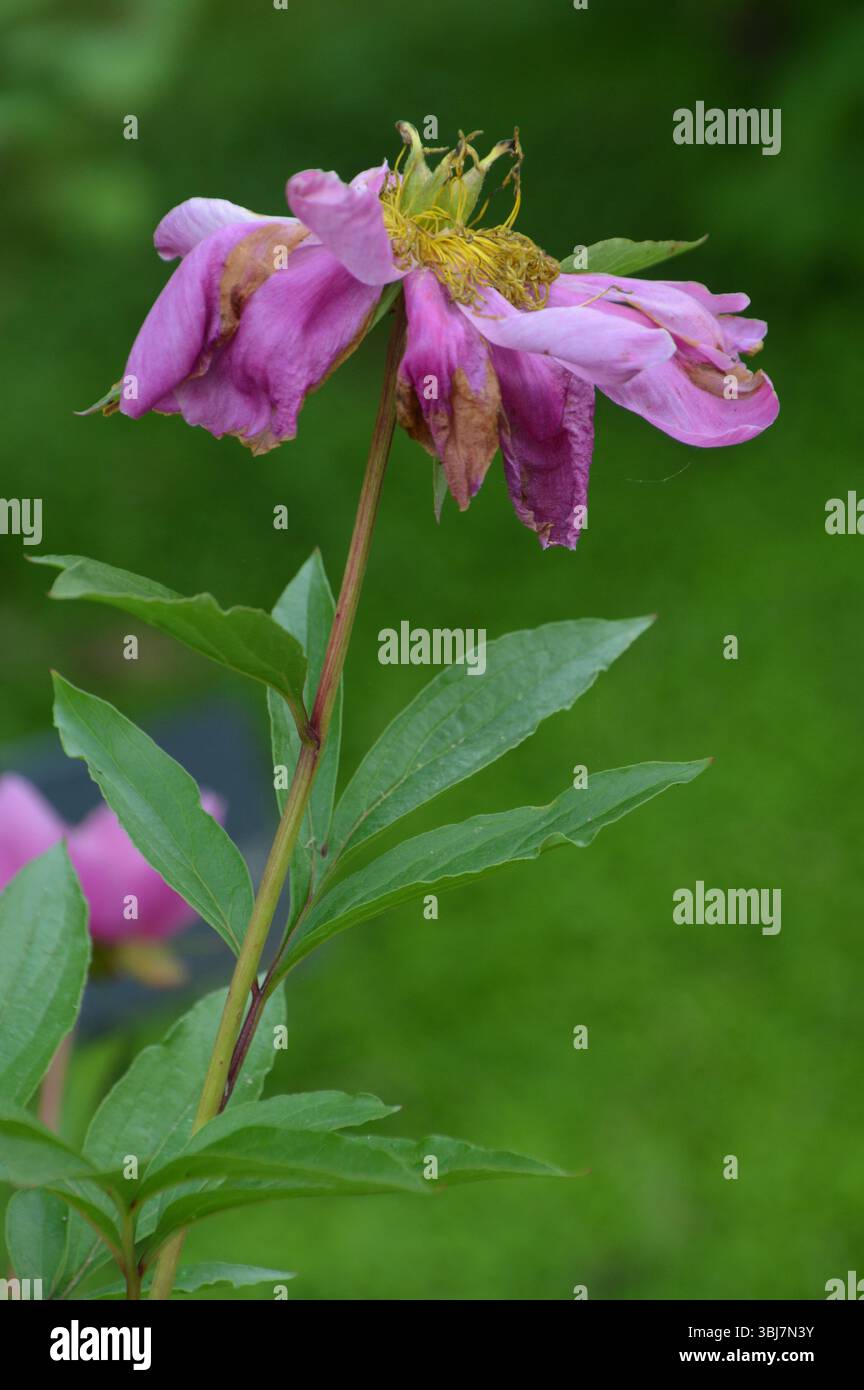 Transience. Fading beauty of a withered pink peony (Paeonia) captured ...