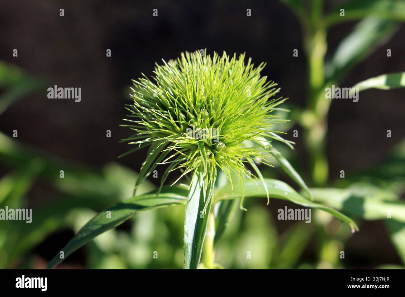 Thistle displays hi-res stock photography and images - Alamy