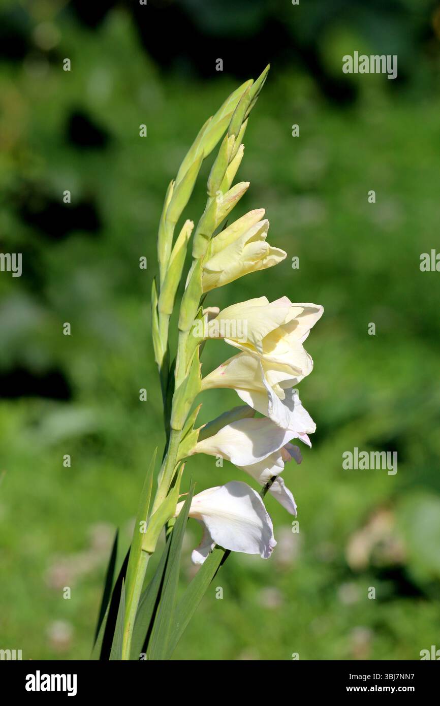 Upright plant displays hi-res stock photography and images - Alamy
