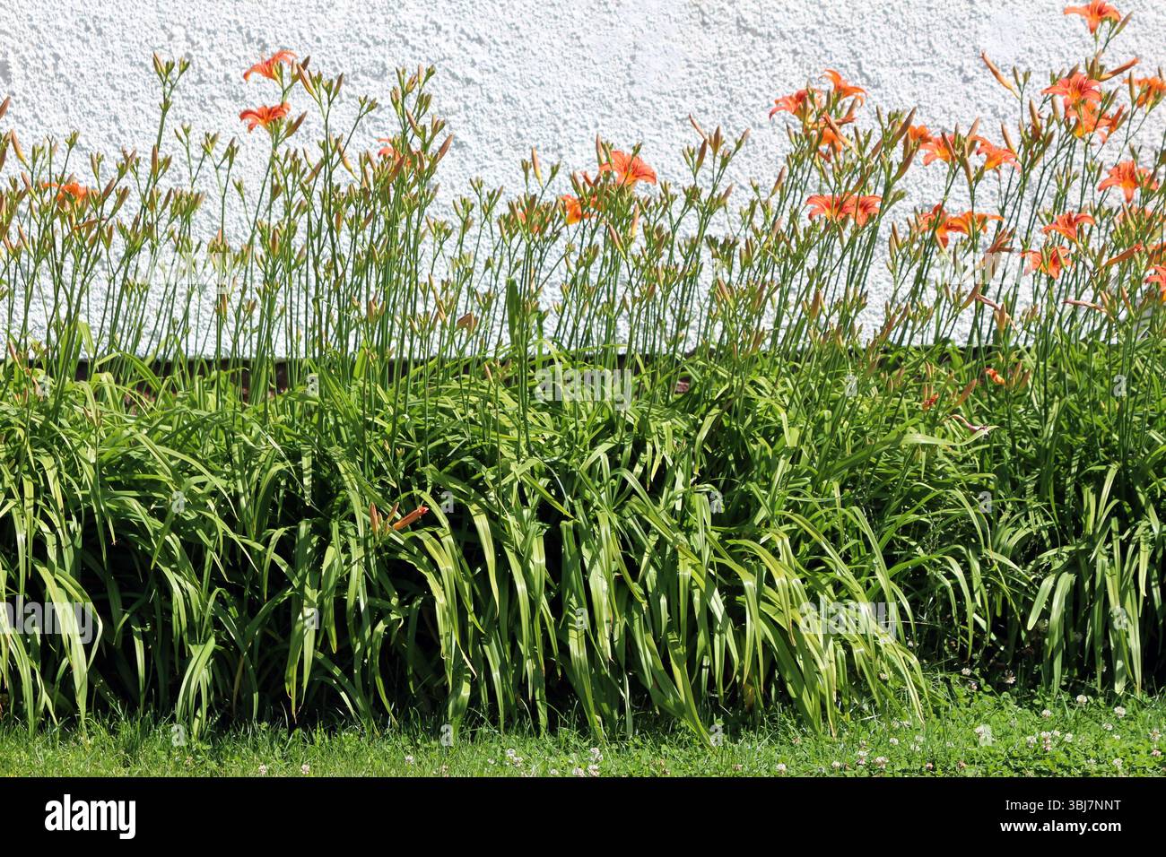 Forms a grass like clump hi-res stock photography and images - Alamy