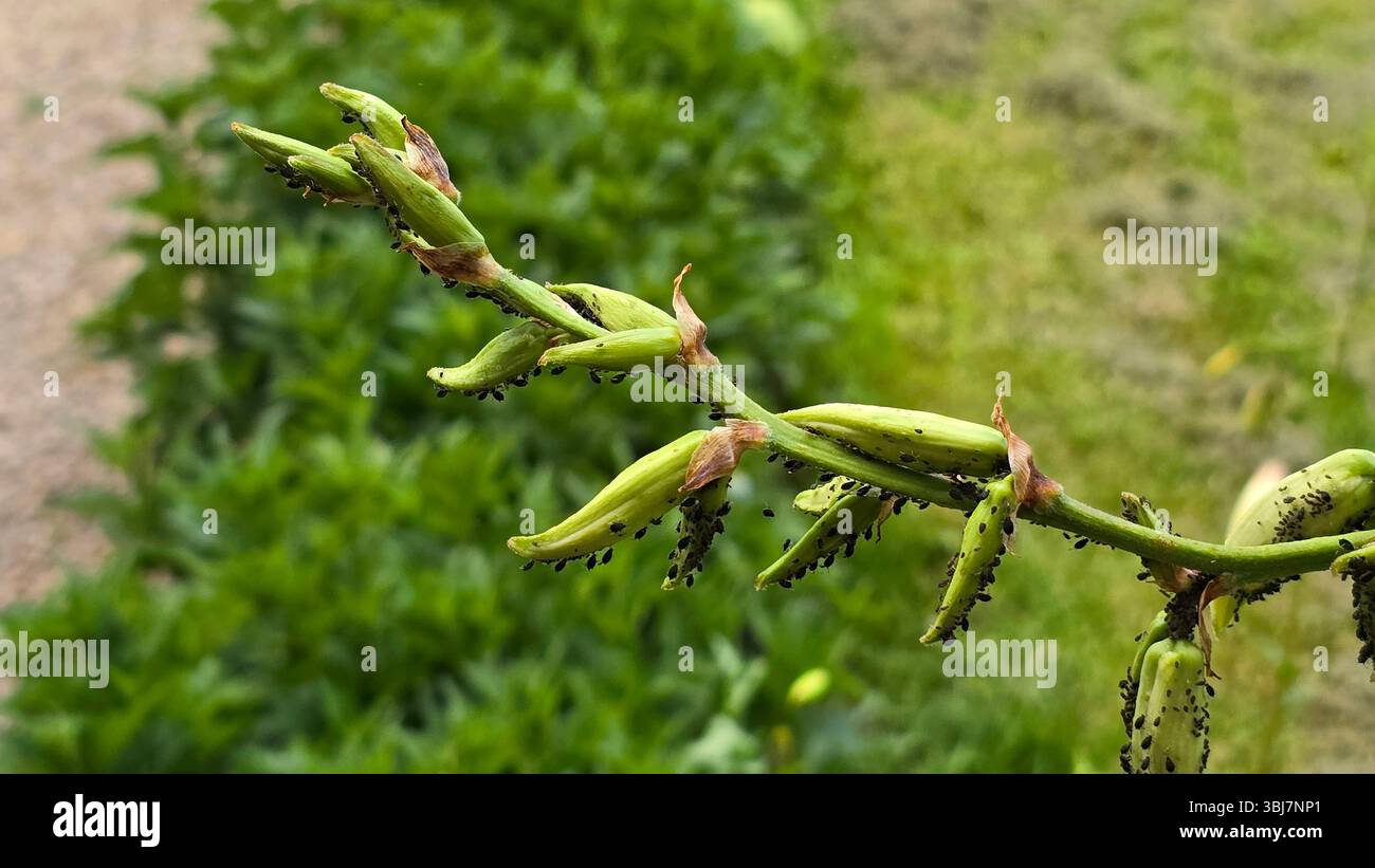Plant displays elongated hi-res stock photography and images - Alamy