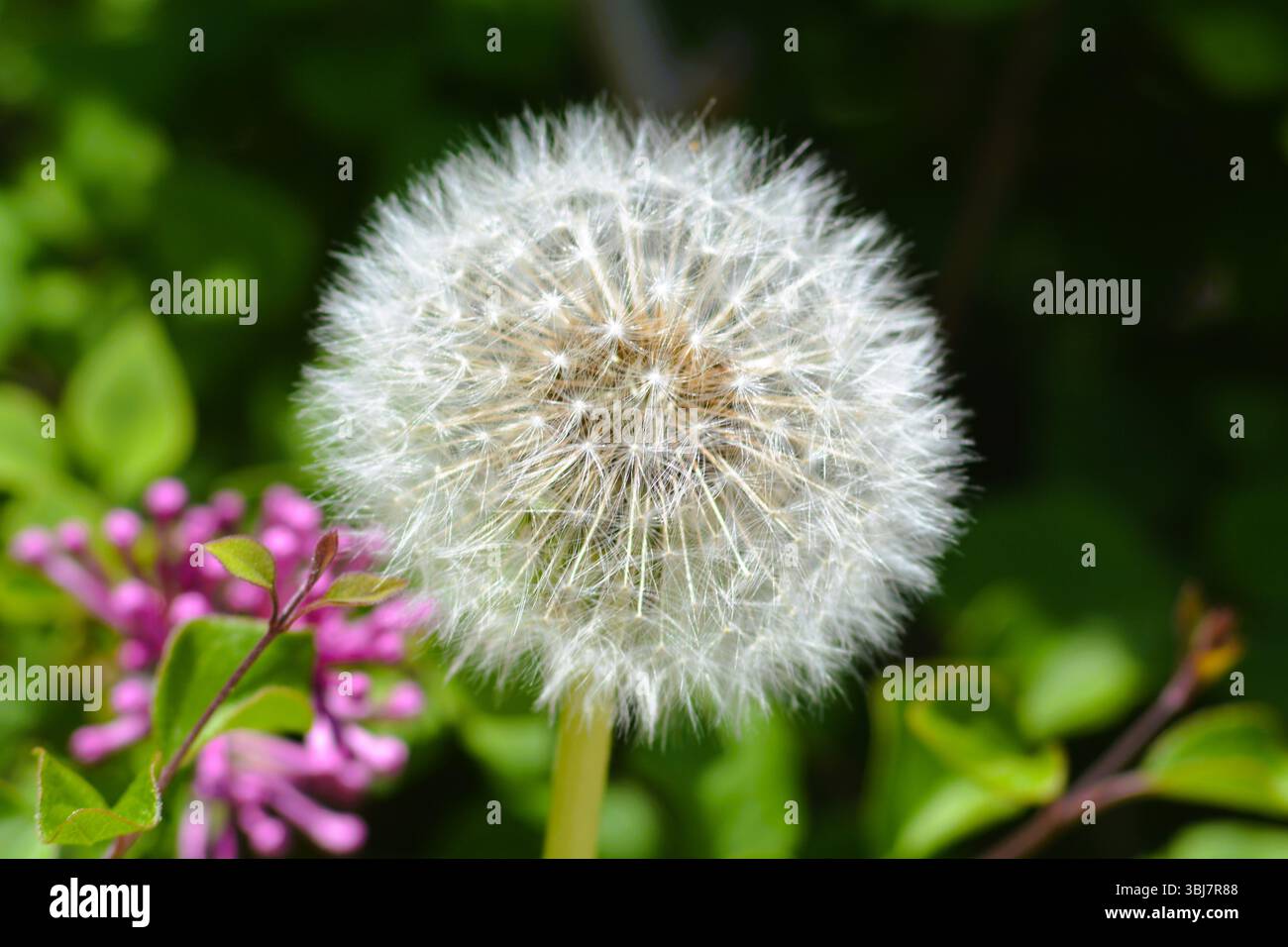 Closeup of a dandelion seed head in a garden of purple lilacs, with the ...
