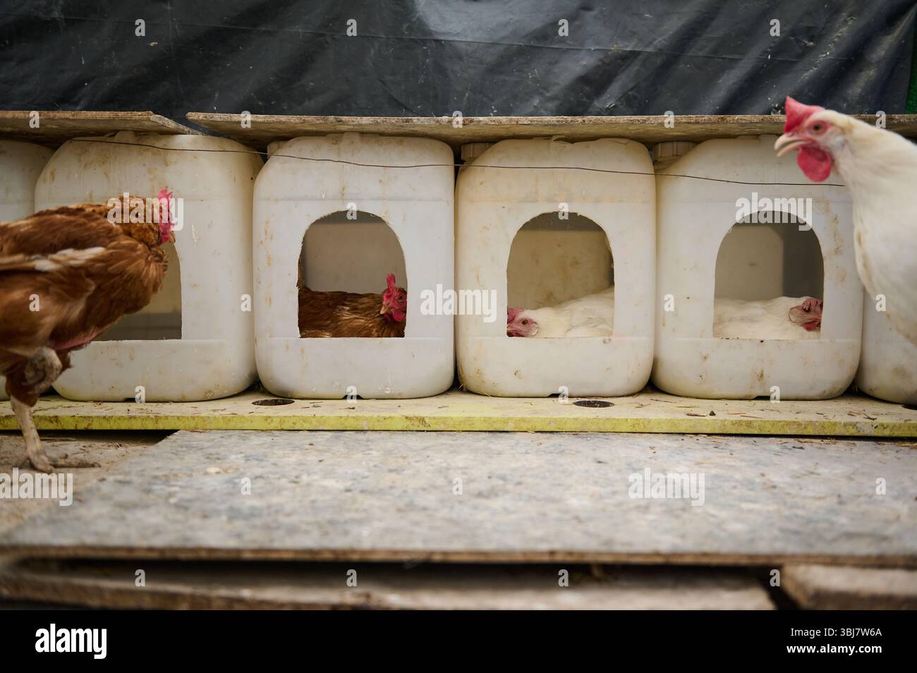 Chickens sheltered in plastic nesting compartments inside a farm ...