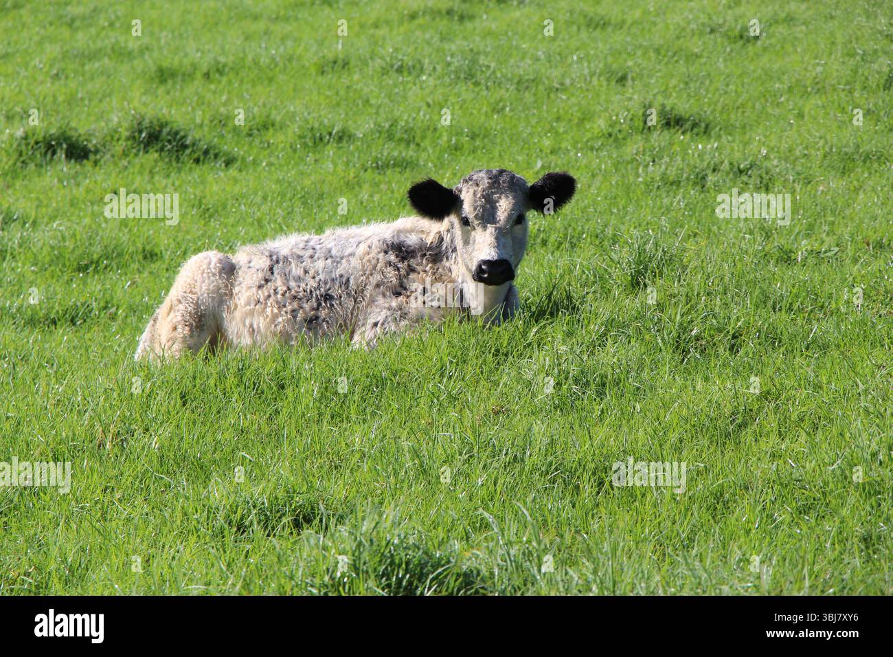 Baby bull calf. Looking very cute with his fluffy ears, white coat with ...