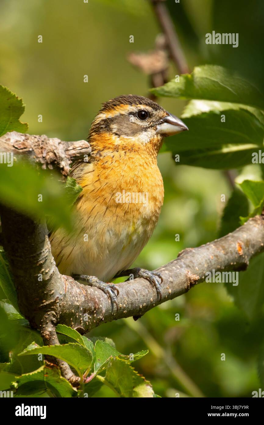 Black-headed Grosbeak (Pheucticus melanocephalus), Brian Booth State ...